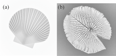 Method to Retrieve Bionic Morphologies by Spectral Matching for the ...