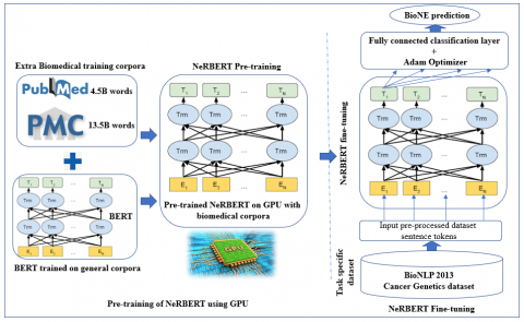 NeRBERT- A Biomedical Named Entity Recognition Tagger | IIETA