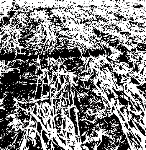 Enhanced Detection of Straw Coverage Using a Refined AdaBoost Algorithm and Improved Otsu Method ...