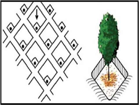 Cultivating Sustainable Green Belts with ADW and RWH in Iraq's Arid ...